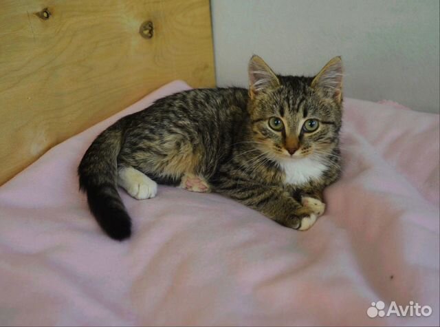 Котята-3.5 мес