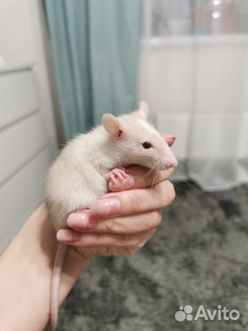 Крыска с окрасом хаски