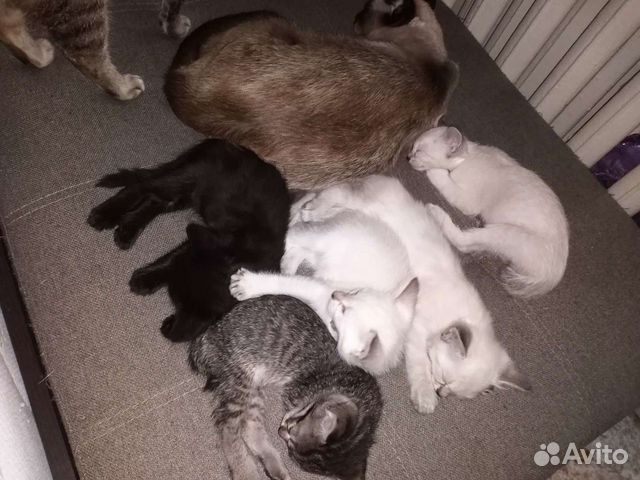 Отдам бесплатнокотят в хорошие руки. Котята сами к