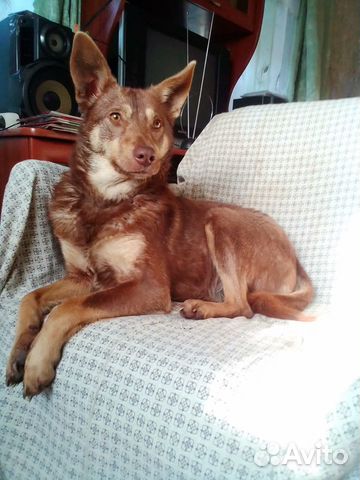 Ищет дом не крупная Собачка Эля