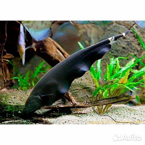 Черный принц