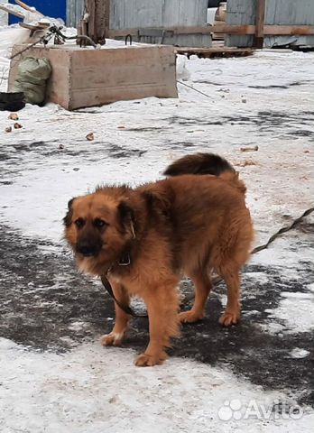 Две собаки на охрану (кастраты)