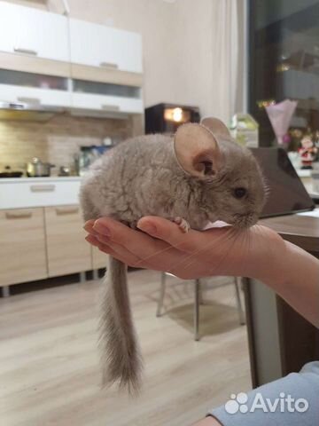 Шиншилла