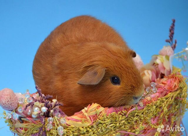 Малышка девочка морской свинки