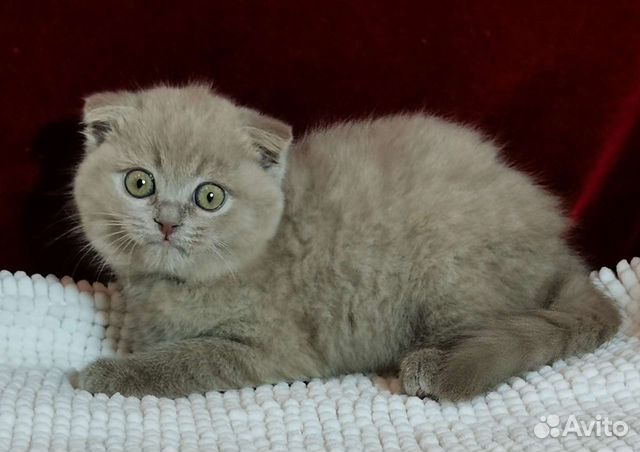Кошка лиловая вислоузая