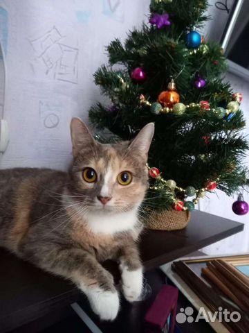 Кошка на вязку