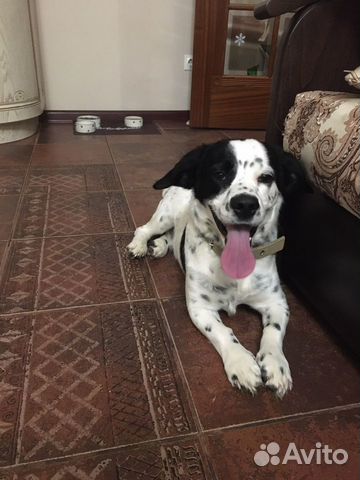 Собака найдена на ул. Пионерской