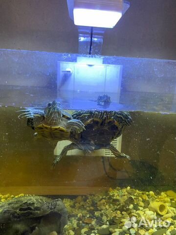 Красноухие черепахи