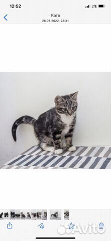 Мраморный котик 2 месяца