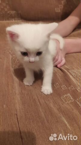 Котенок в добрые руки