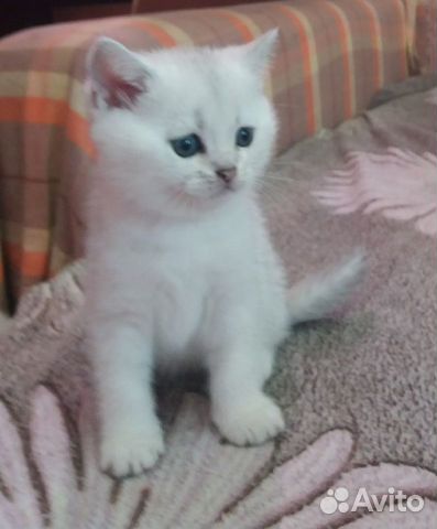 Британские котята серебристая шиншилла