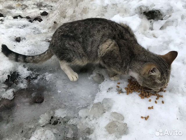 Кот бездомный ласковый