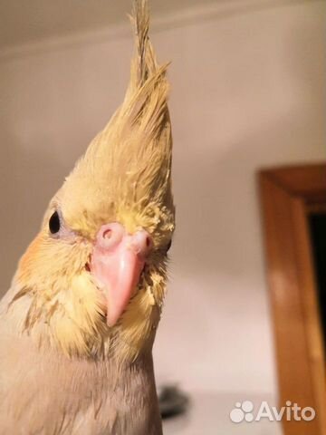 Отдам попугая