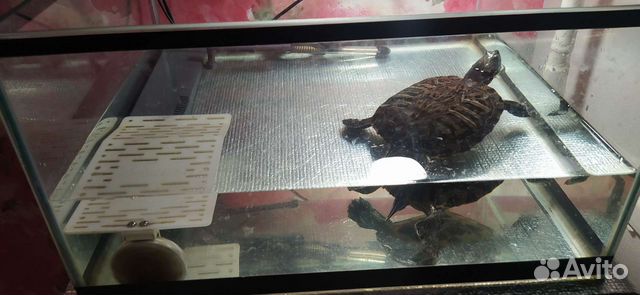 Красноухая черепаха с аквариумом