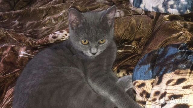 Британские котята