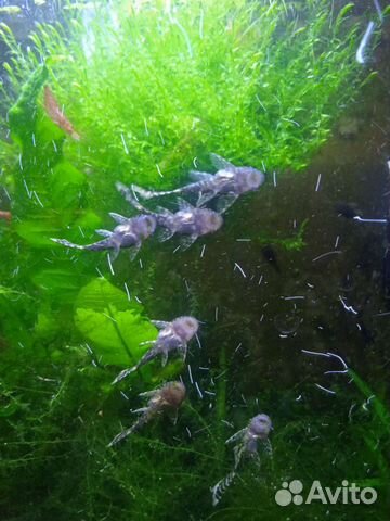 Сомики Рыбки