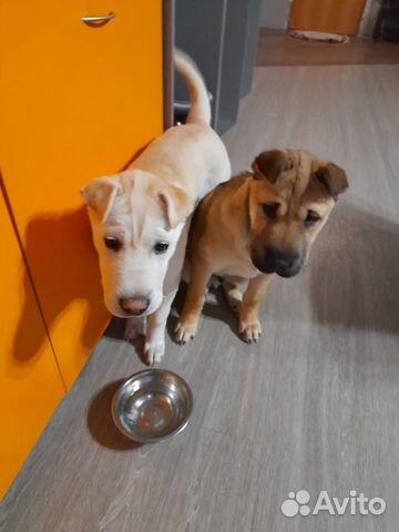 Продам собак