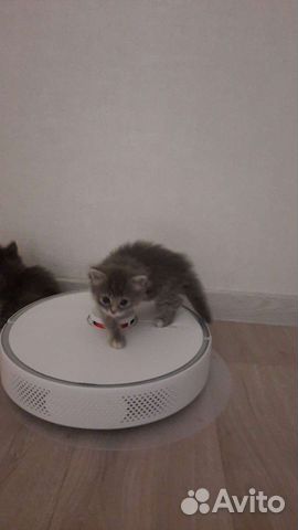 Очень крутые котята