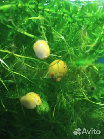 Улитки ампулярии