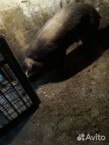 Хряк дюрок 1.5 года
