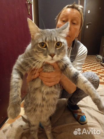 Котик-ласкуша Пушок,метис,2годика,в дар
