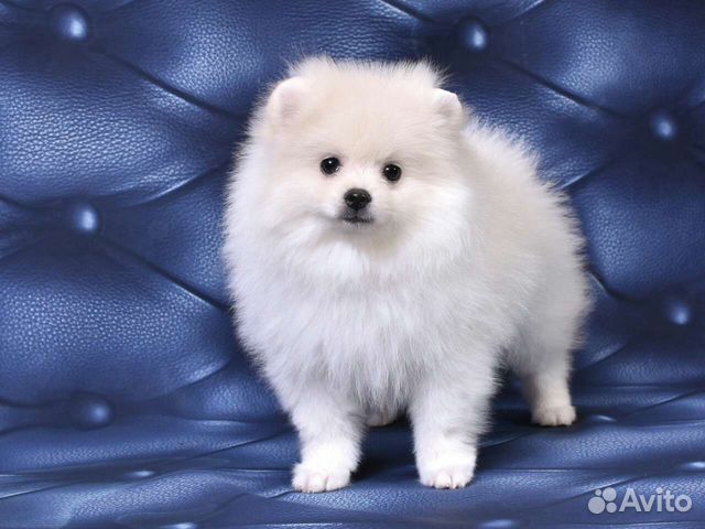 Померанский шпиц девочка кремового окраса номер 1