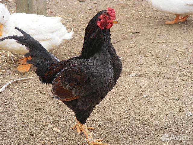 Петухи Корниш