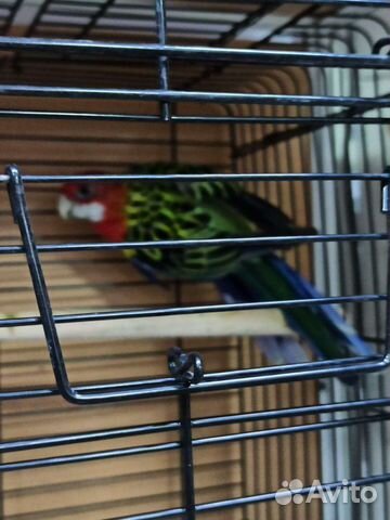 Попугай розелла