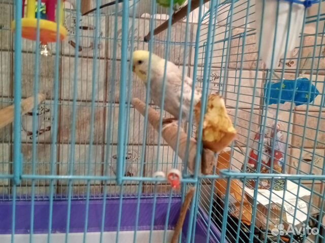 Волнистый попугай с клеткой