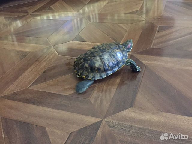 Красноухая черепаха