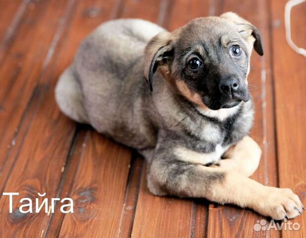 Щенок девочка Тайга в дар 2.5 месяца