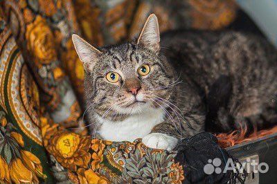 Кот Босс живет в приюте ищет дом