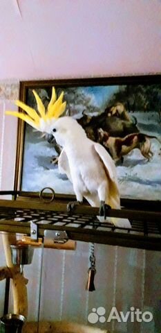 Продается попугай Какаду