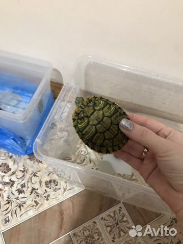 Черепахи и аквариум