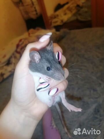 Крыса дамбо