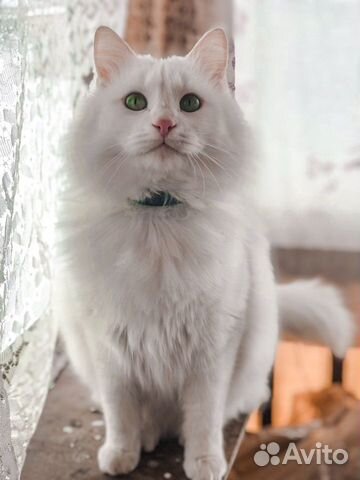 Кот,который разобьет твоё сердечко ищет дом