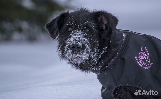 Метис ризеншнауцера Лучитта, 3 года, ищет дом