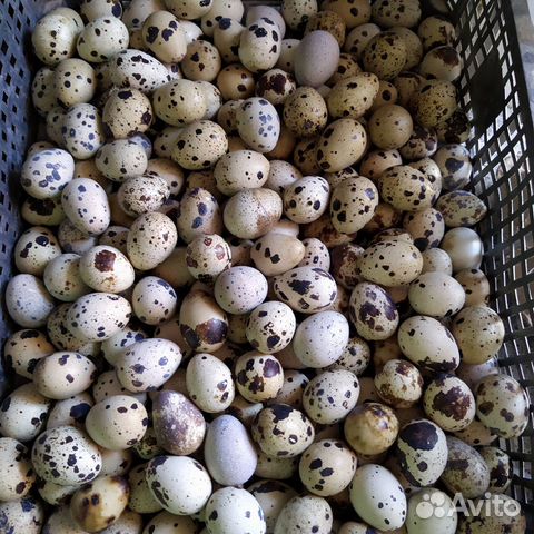 Инкубационное яйцо перепелов различных пород