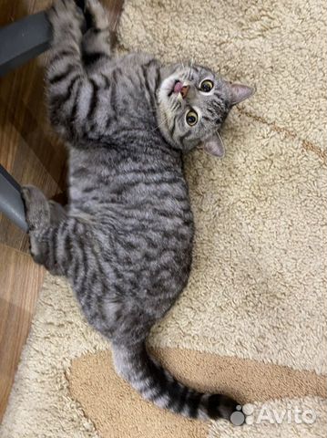 Шотланский котенок