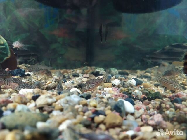 Аквариумные рыбки сомики штерба