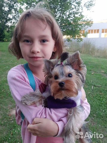 Йоркширский терьер