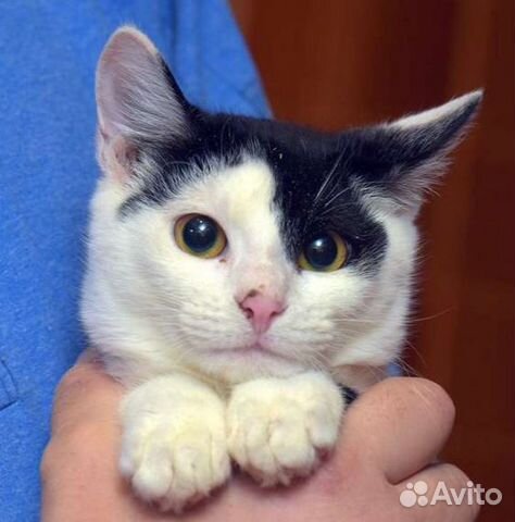 Безумно ласковый котенок