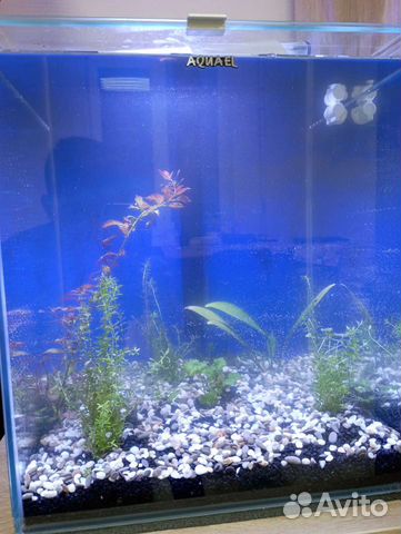 Аквариум aquael