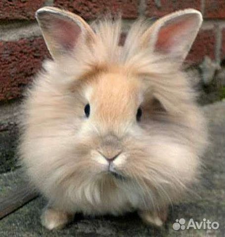 Кролик для красивой самочки