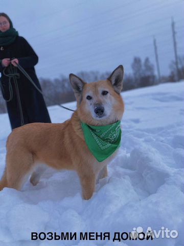 Собака ищет хозяина