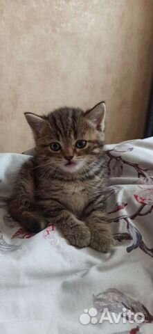 Шотланский котенок