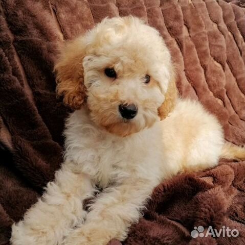 Той-пудель щенки