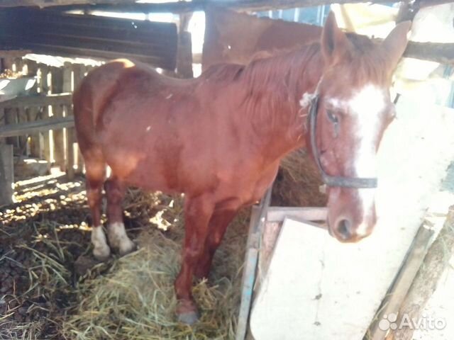 Продается кобылу