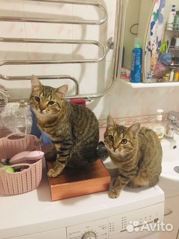 Котики бесплатно в добые руки, брат и сестра