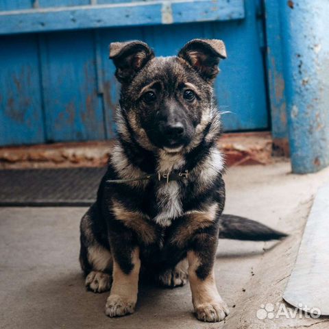 Щенок в добрые ручки